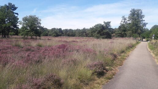 Rucphense heide fietsen? Wanneer is de mooiste tijd?