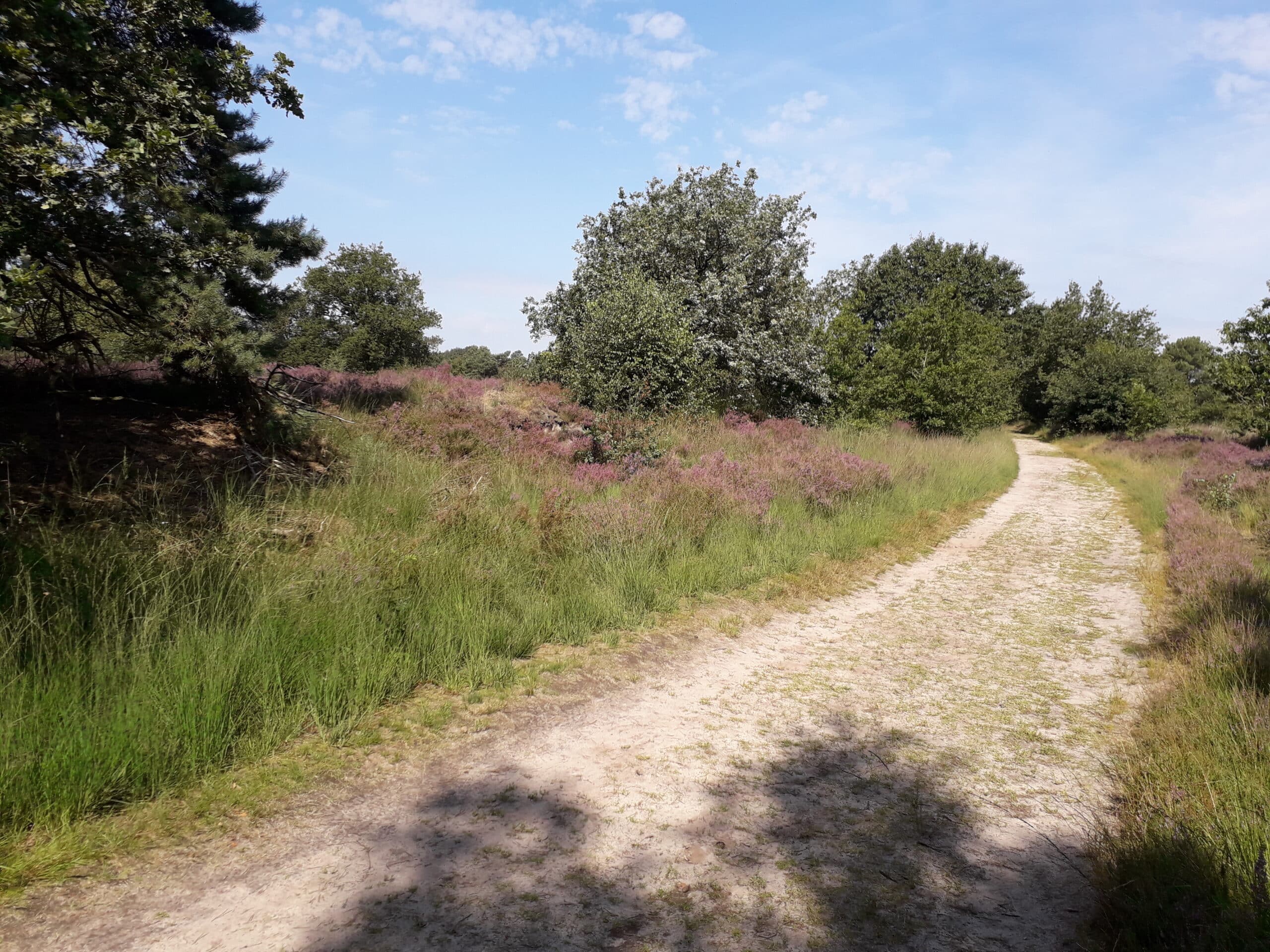 Wanneer bloeit de heide